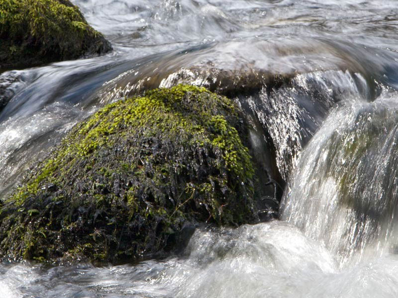 Monroe County Conservation District Holds Streamside Buffer Workshop ...
