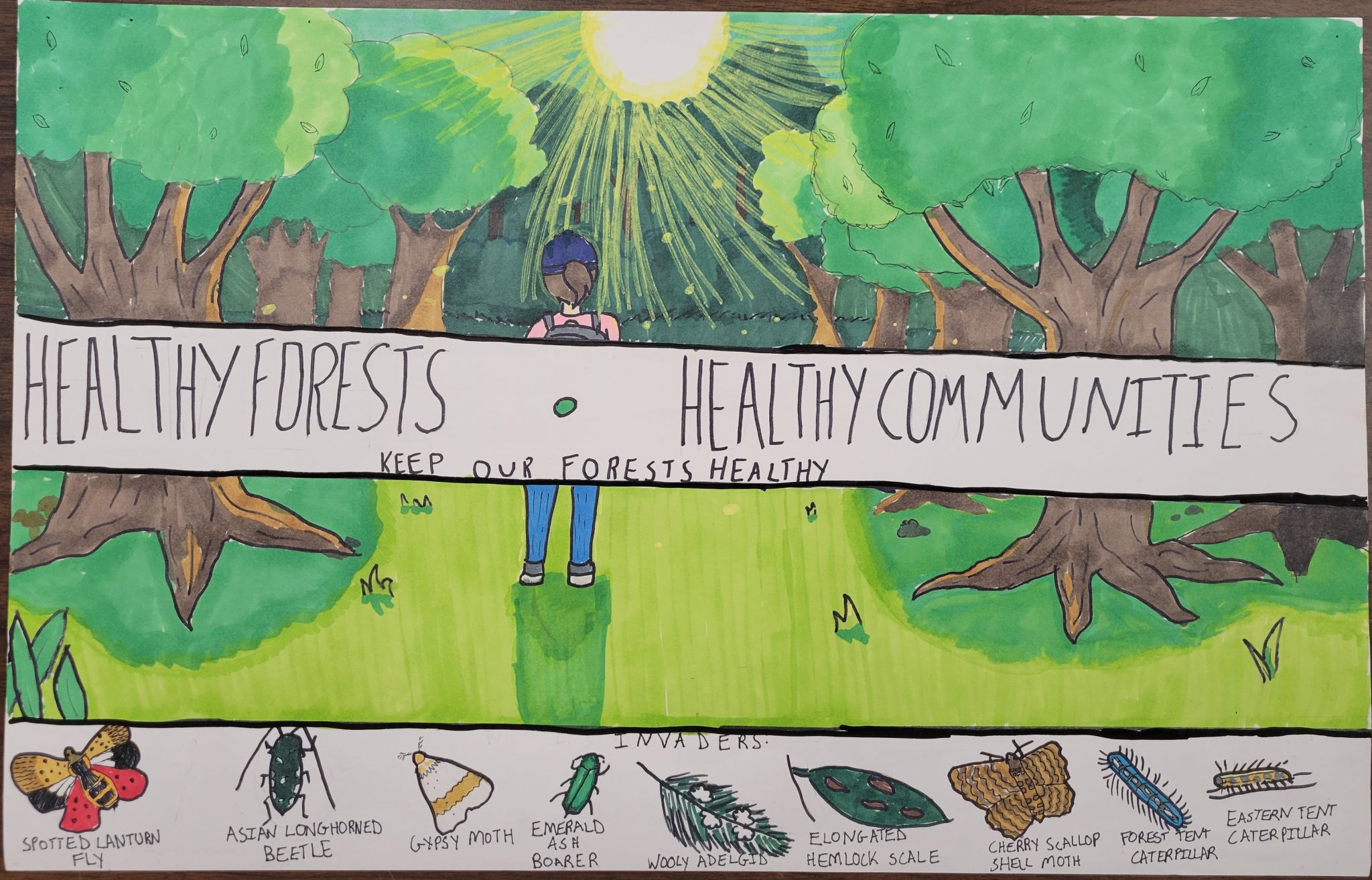 Winners Announced in State Poster Contest on Healthy Forests » pacd.org